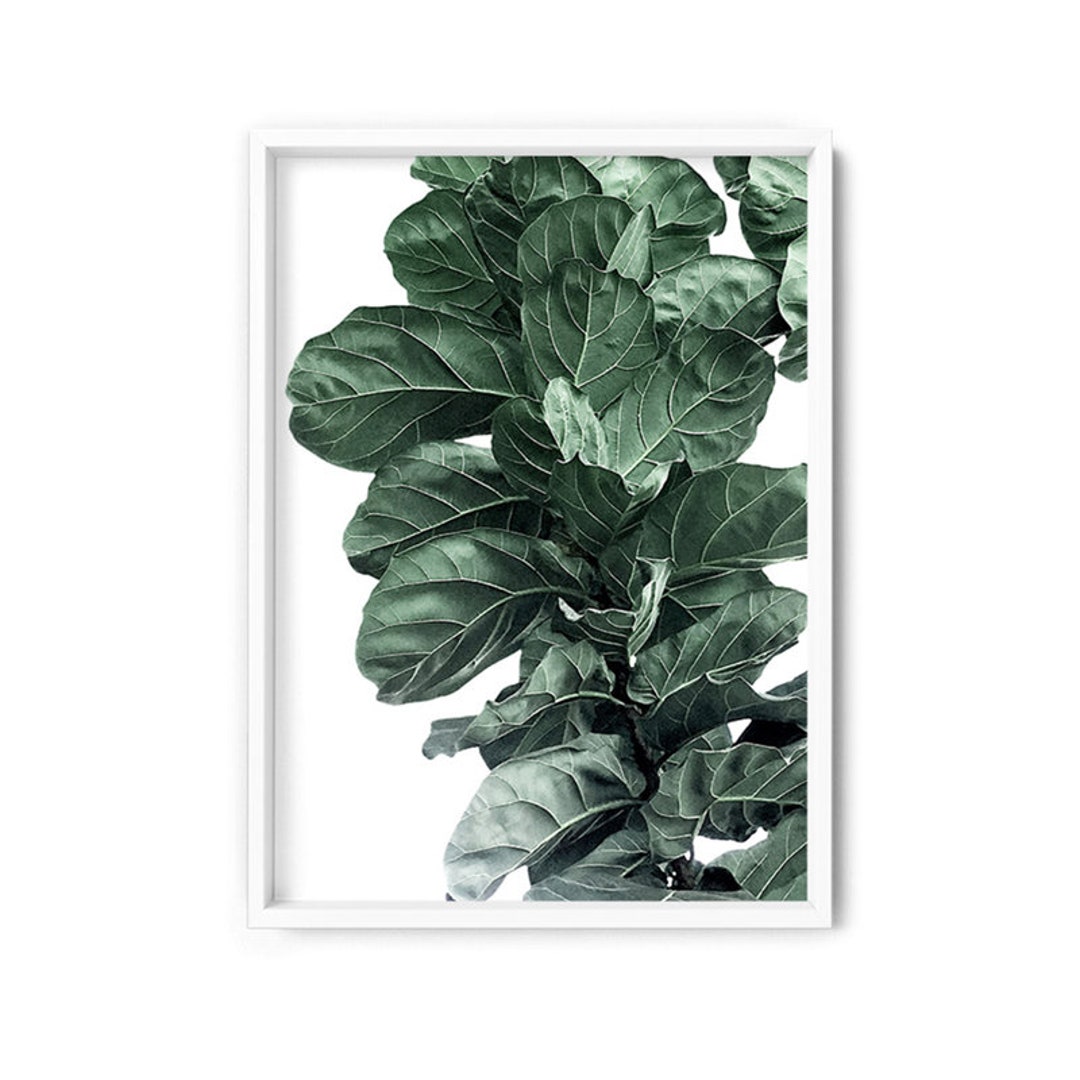 Fiddle Leaf Fig I Art Print. Fig Tree Watercolour Style. - Etsy