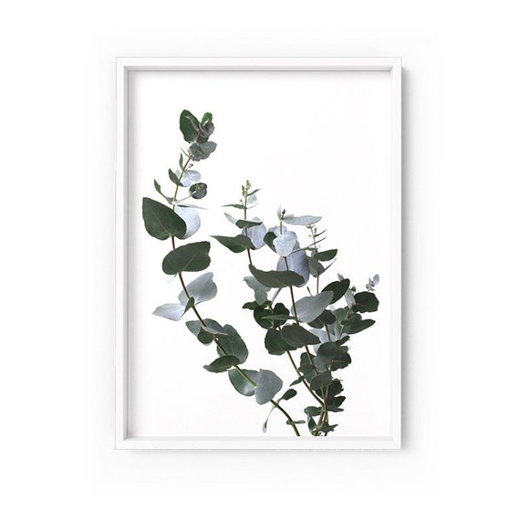 Eucalyptus Gum Leaves Print. Native Modern Australian Wall | Etsy