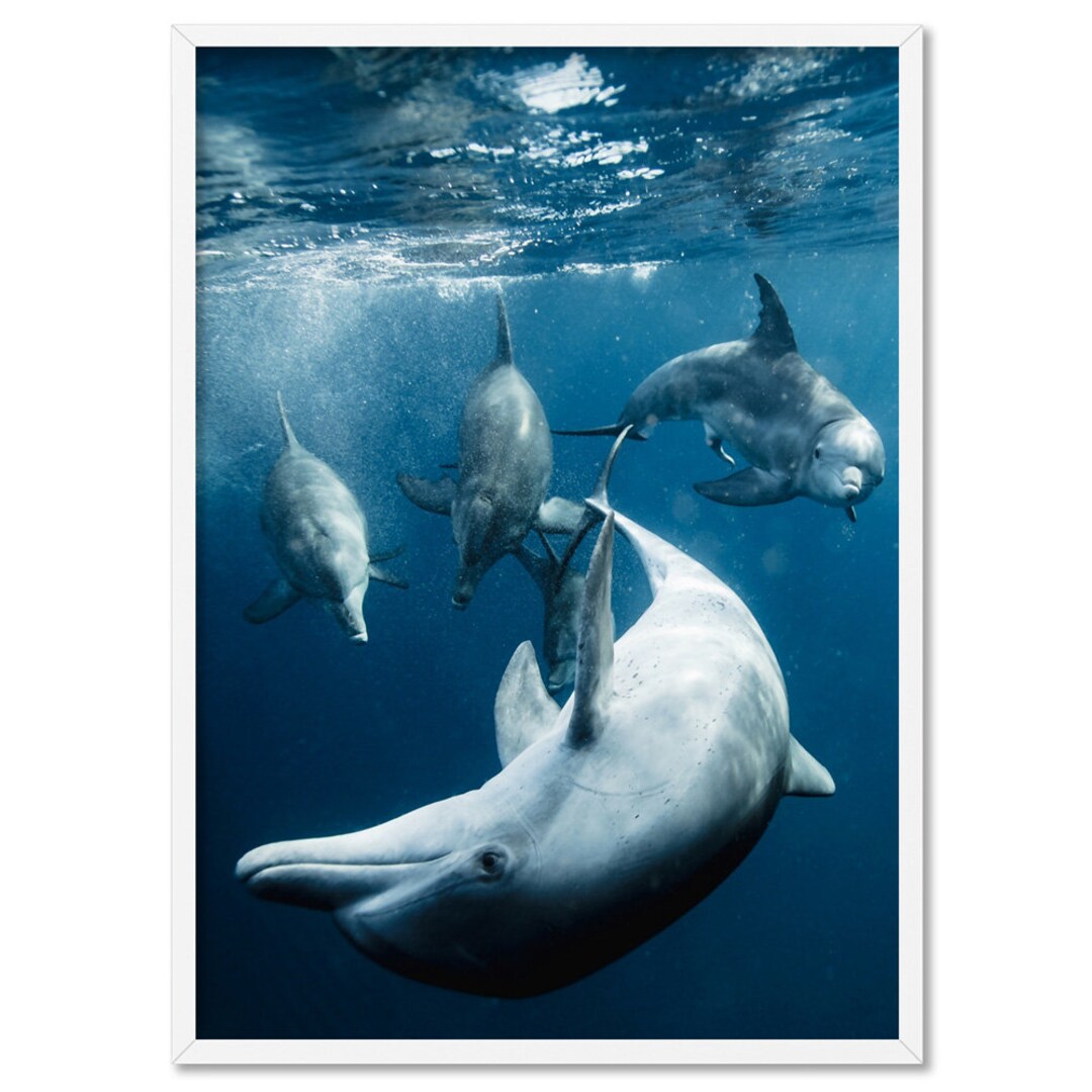 Dolphins Art Print. Underwater Cheeky Dolphins Poster. Bottlenose ...