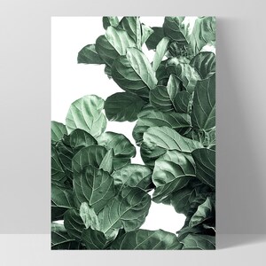 Fiddle Leaf Fig II Art Print. Fig Tree Watercolour Style. Botanical ...
