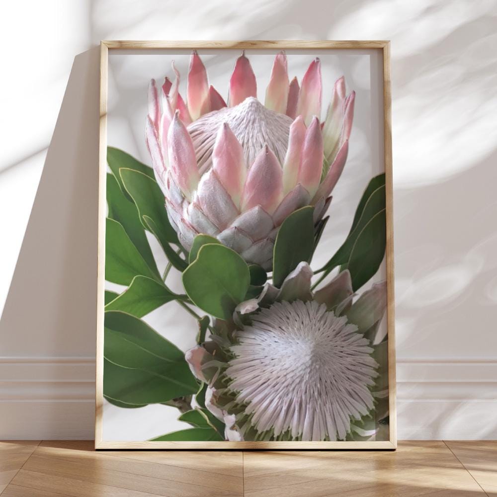 Protea Print Wall Art. King Proteas in Blush and White. Scandi Minimal ...