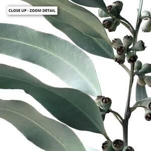 Eucalyptus Gum Leaves & Nuts Wall Art I. Native Australian Flora. Dried ...