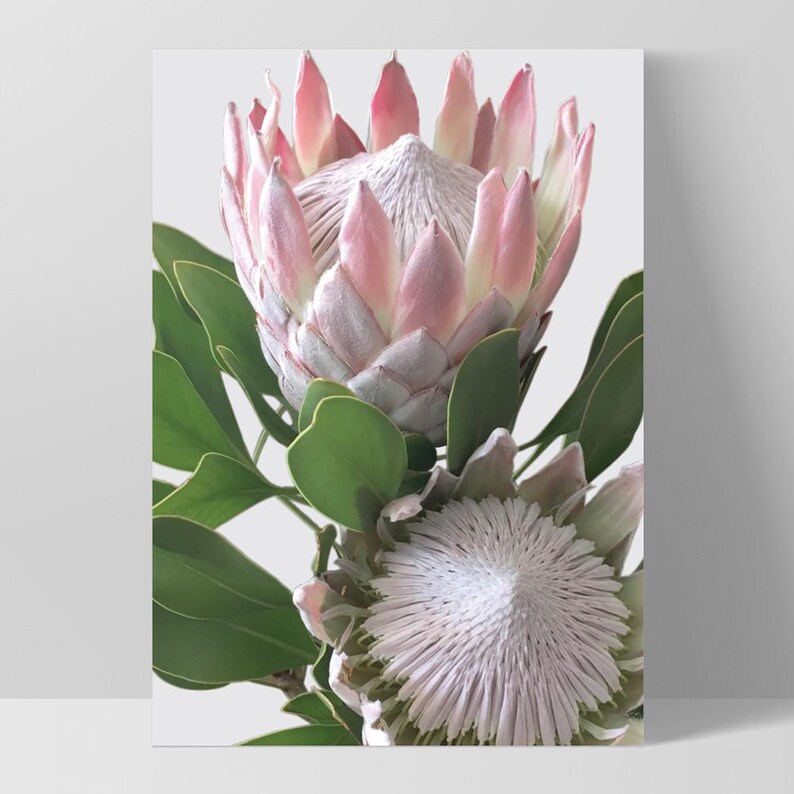 Protea Print Wall Art. King Proteas in Blush and White. Scandi Minimal ...