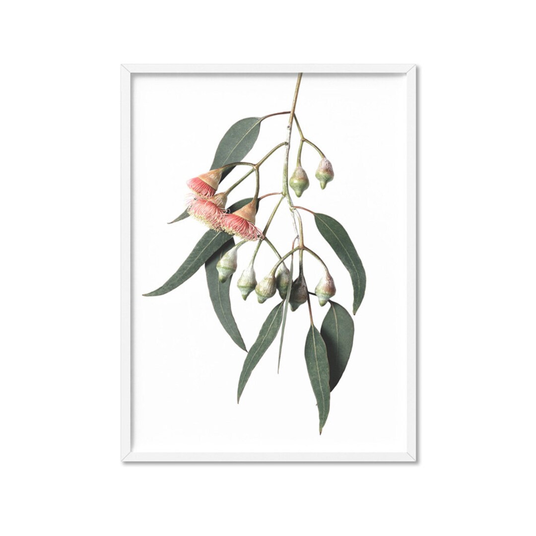 Eucalyptus Flower Art Print. Gum Leaves & Gum Nuts Art Print. - Etsy