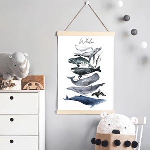 Whales Chart Art Print. Whales of the World Poster. Educational Whale ...