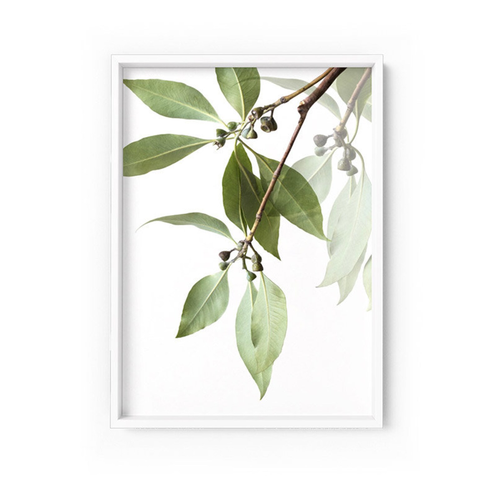 Australian Eucalyptus Gum Leaves II Wall Art. Poster or | Etsy