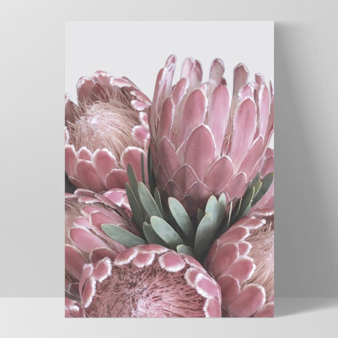 Protea Wall Art Poster. Queen Proteas Stack. Scandi Minimal Design ...
