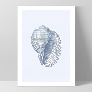 Sea Shell Coastal Poster. Hamptons Nautical Art Print. Scotch Bonnet ...