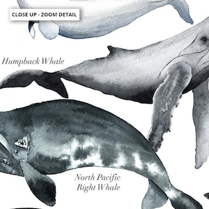 Whales Chart Art Print. Whales of the World Poster. Educational Whale ...