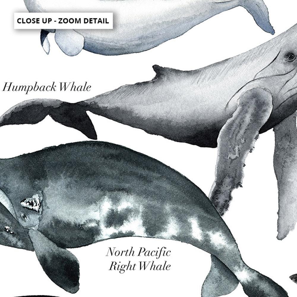 Whales Chart Art Print. Whales of the World Poster. Educational Whale ...