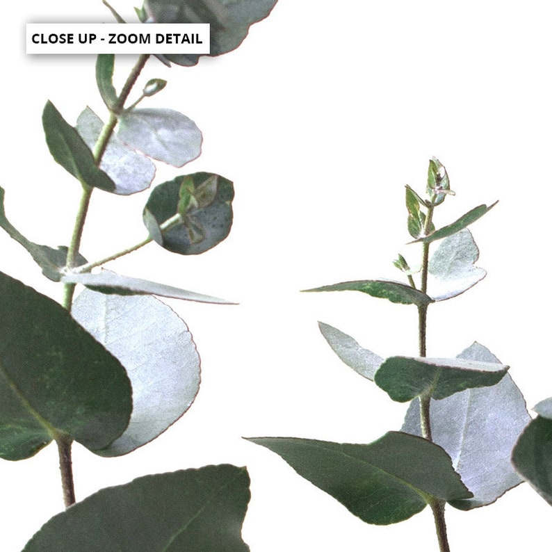 Eucalyptus Gum Leaves Print. Native Modern Australian Wall | Etsy