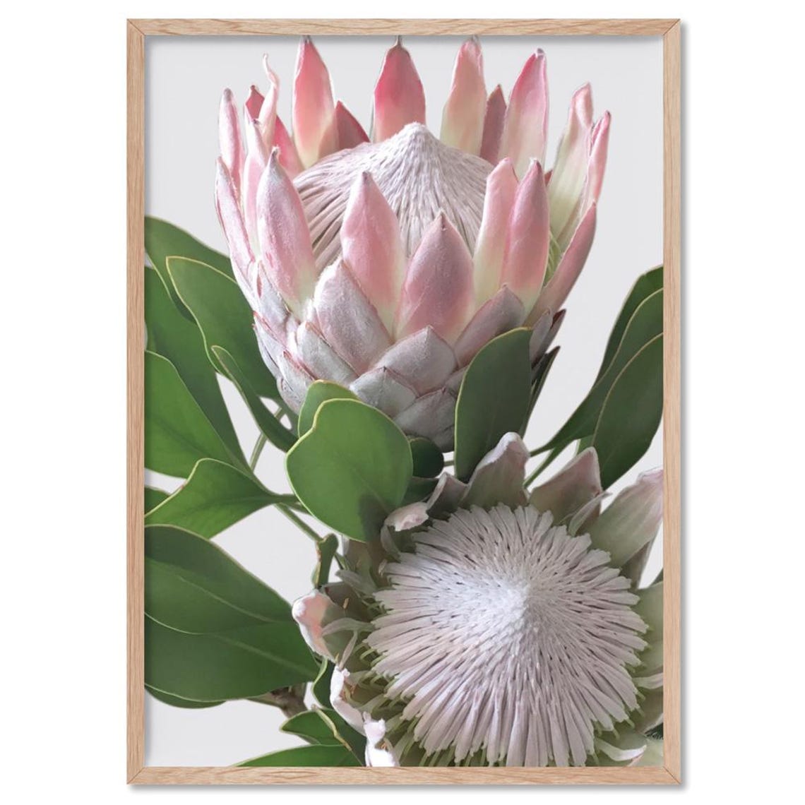 Protea Print Wall Art. King Proteas in Blush and White. Scandi Minimal ...