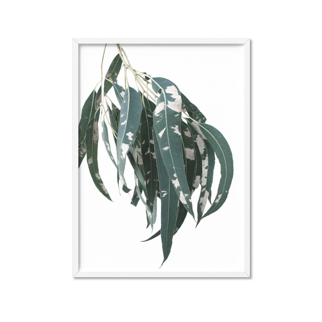 Australian Eucalyptus Gum Leaves Wall Art. Poster or Canvas. - Etsy