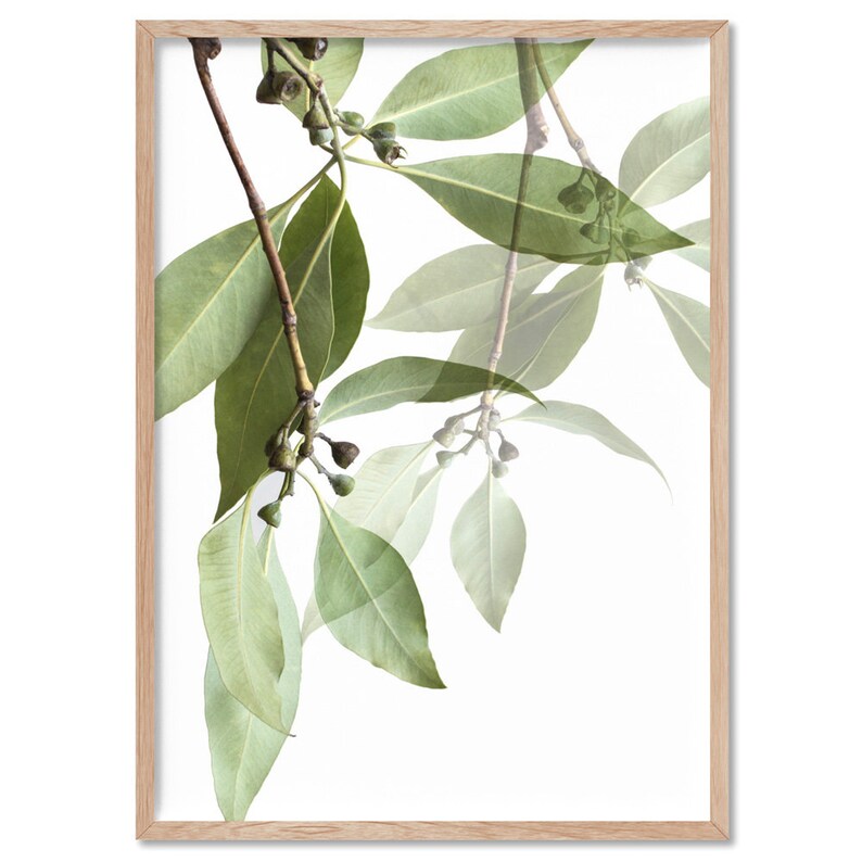Australian Eucalyptus Gum Leaves II Wall Art. Poster or - Etsy