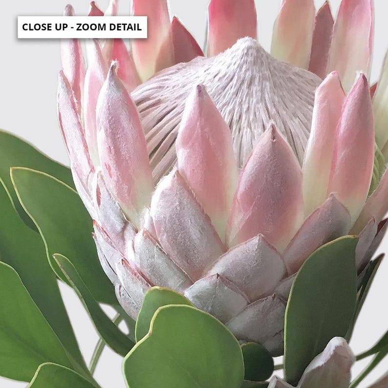 Protea Print Wall Art. King Proteas in Blush and White. Scandi Minimal ...