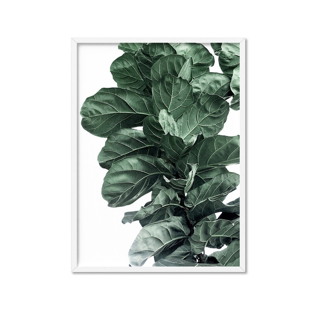 Fiddle Leaf Fig I Art Print. Fig Tree Watercolour Style. - Etsy
