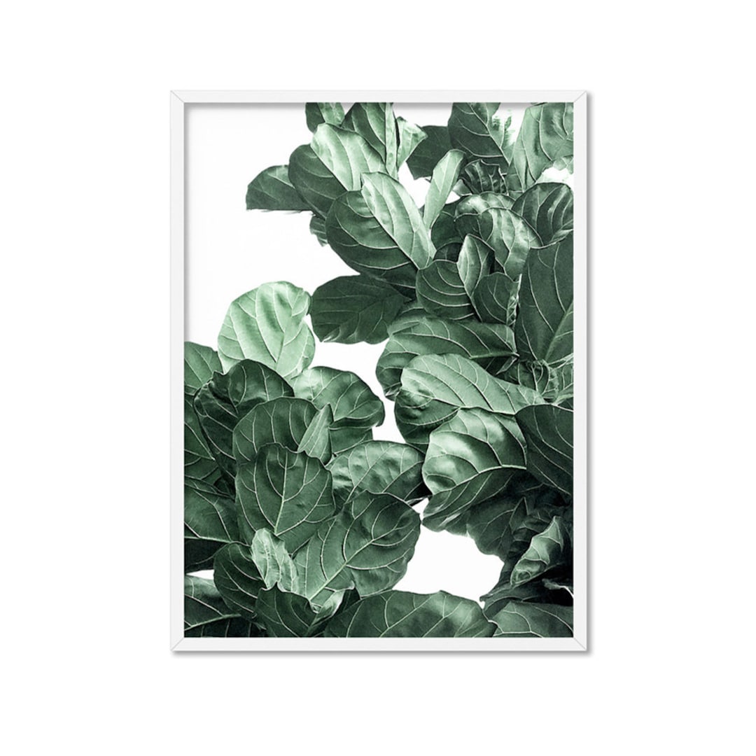 Fiddle Leaf Fig II Art Print. Fig Tree Watercolour Style. - Etsy