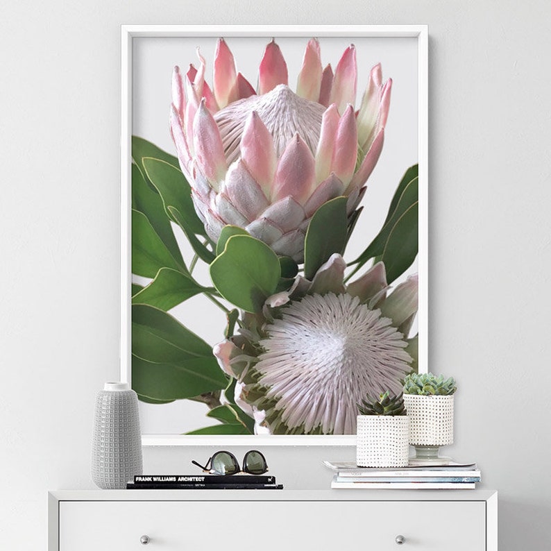 Protea Print Wall Art. King Proteas in Blush and White. Scandi - Etsy