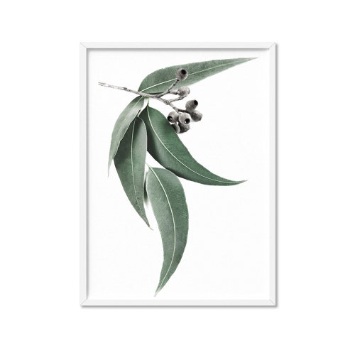Eucalyptus Gum Leaves & Nuts Wall Art I. Native Australian - Etsy