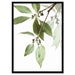 Australian Eucalyptus Gum Leaves I Art Print. Poster or - Etsy