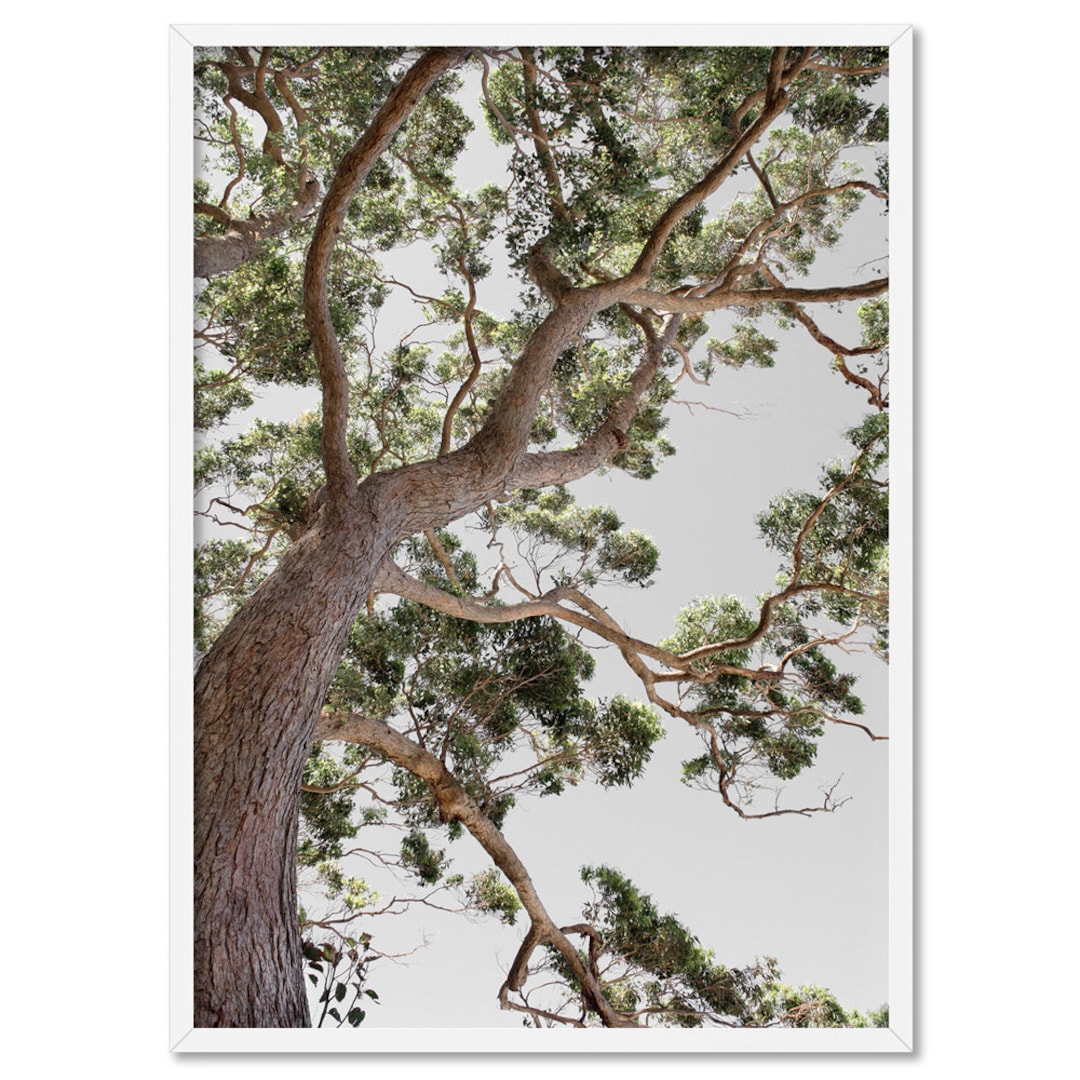 Majestic Gum Tree Poster Print, Modern Style. Aussie Native Photography ...