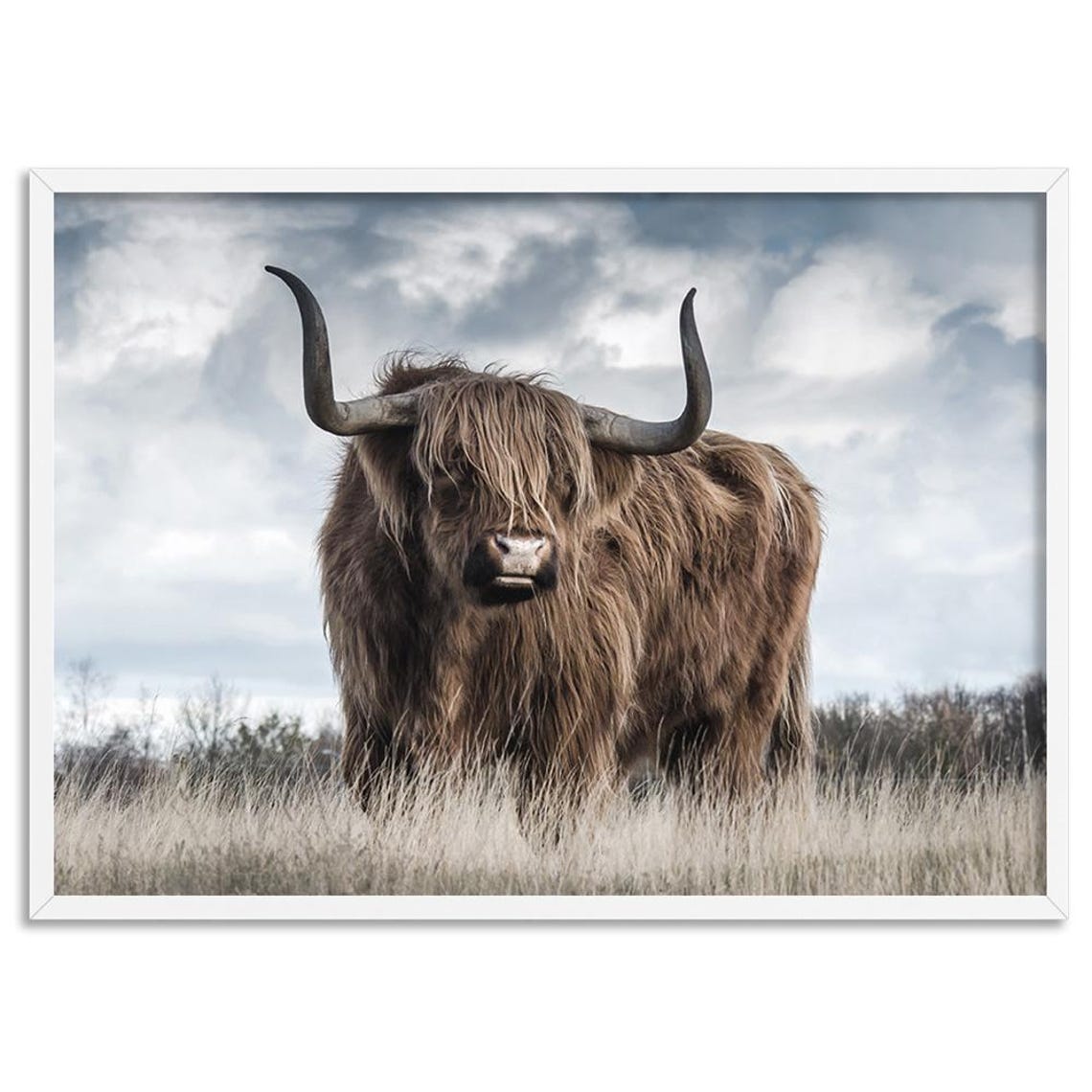 Highland Cow Poster. Scottish Highland Cattle in Field Wall Art ...