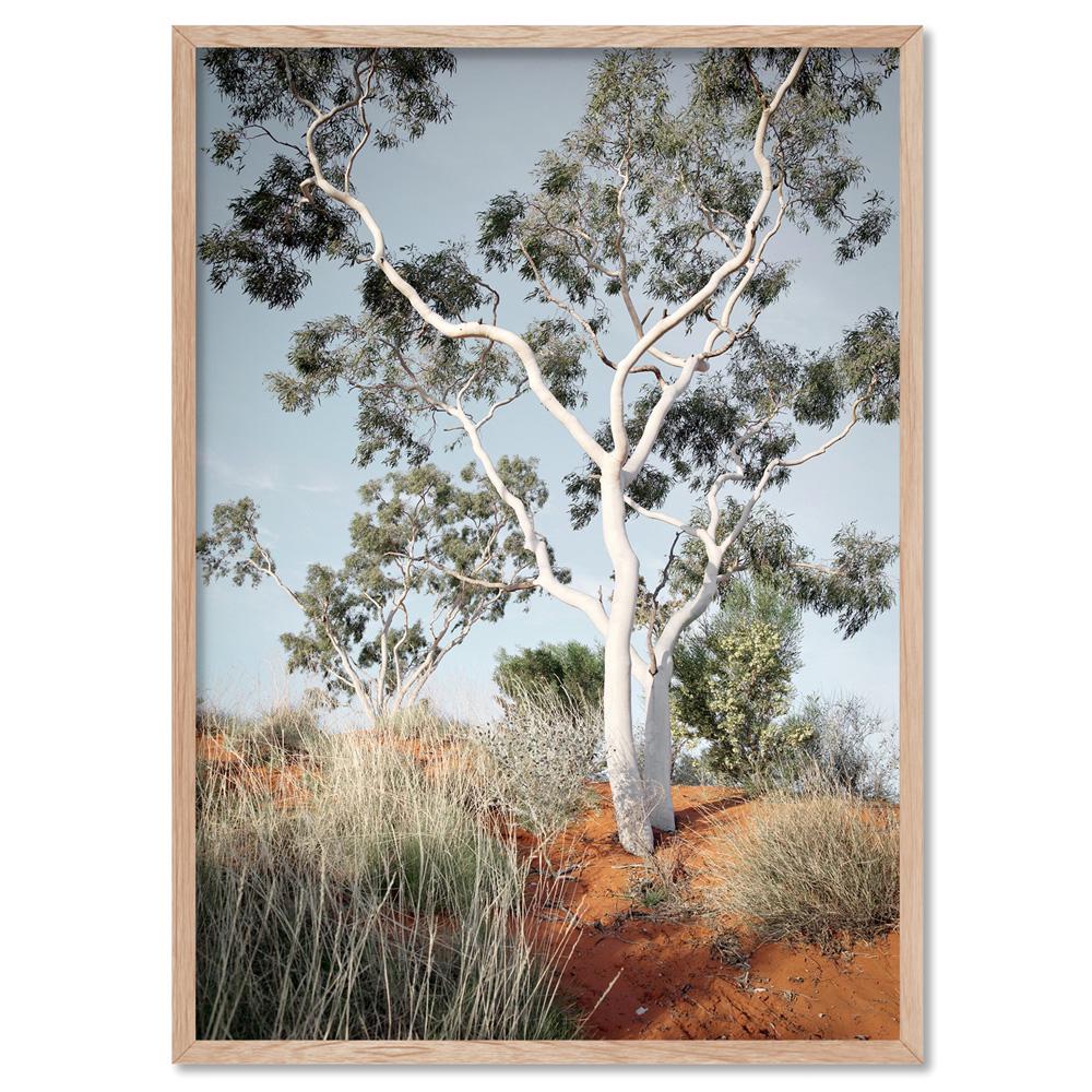 Australian Gumtree Wall Art Print or Canvas. White Ghost Gum Eucalyptus ...