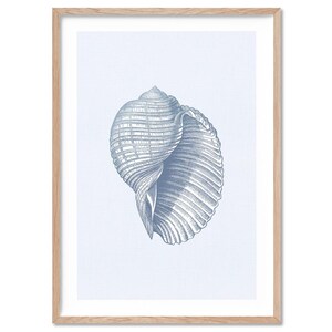 Sea Shell Coastal Poster. Hamptons Nautical Art Print. Scotch Bonnet ...
