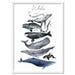 Whales Chart Art Print. Whales of the World Poster. Educational Whale ...