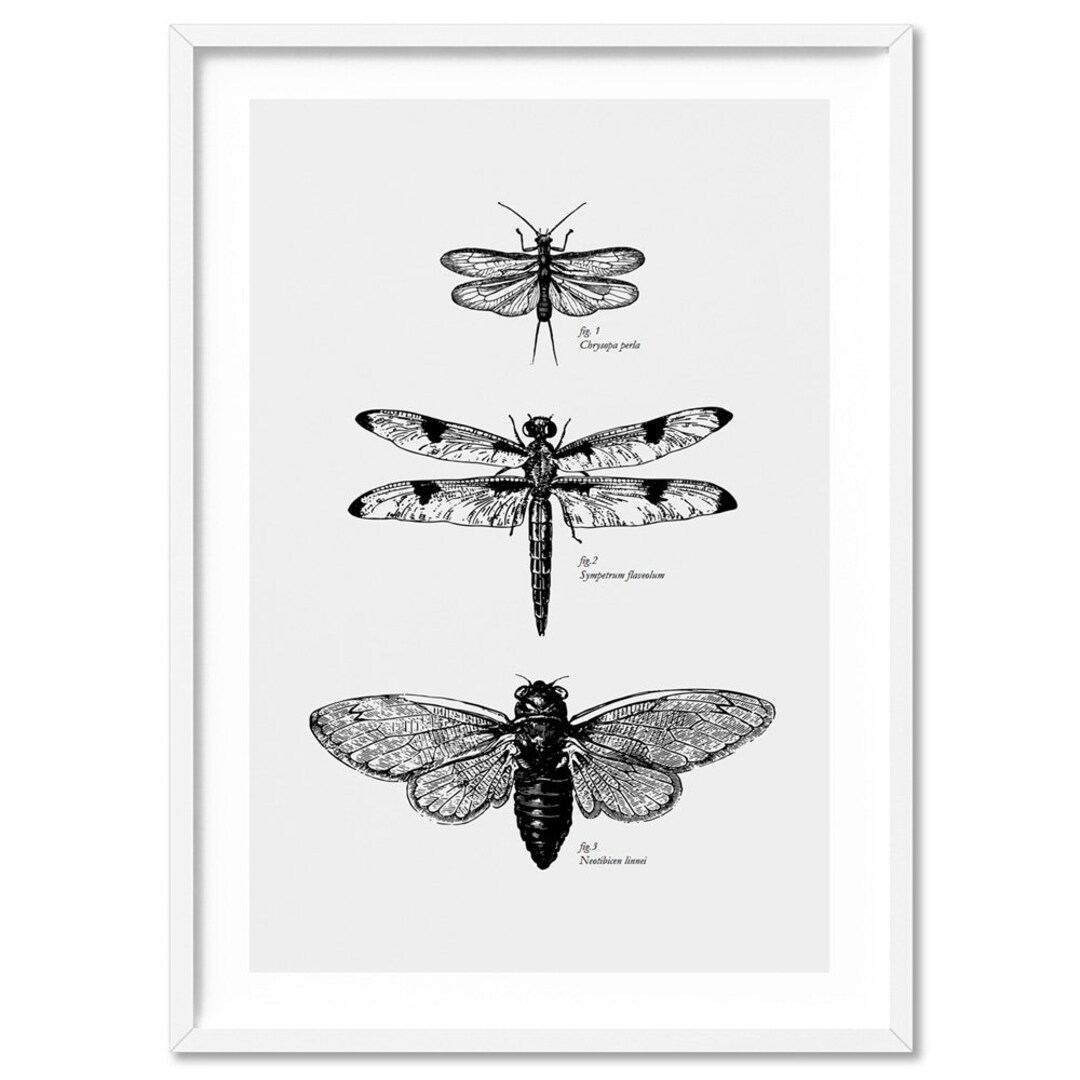 Winged Insects Wall Art Entomology. Lacewing, Dragonfly & Cicada ...