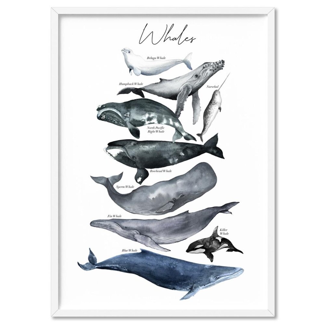 Whales Chart Art Print. Whales of the World Poster. Educational Whale ...