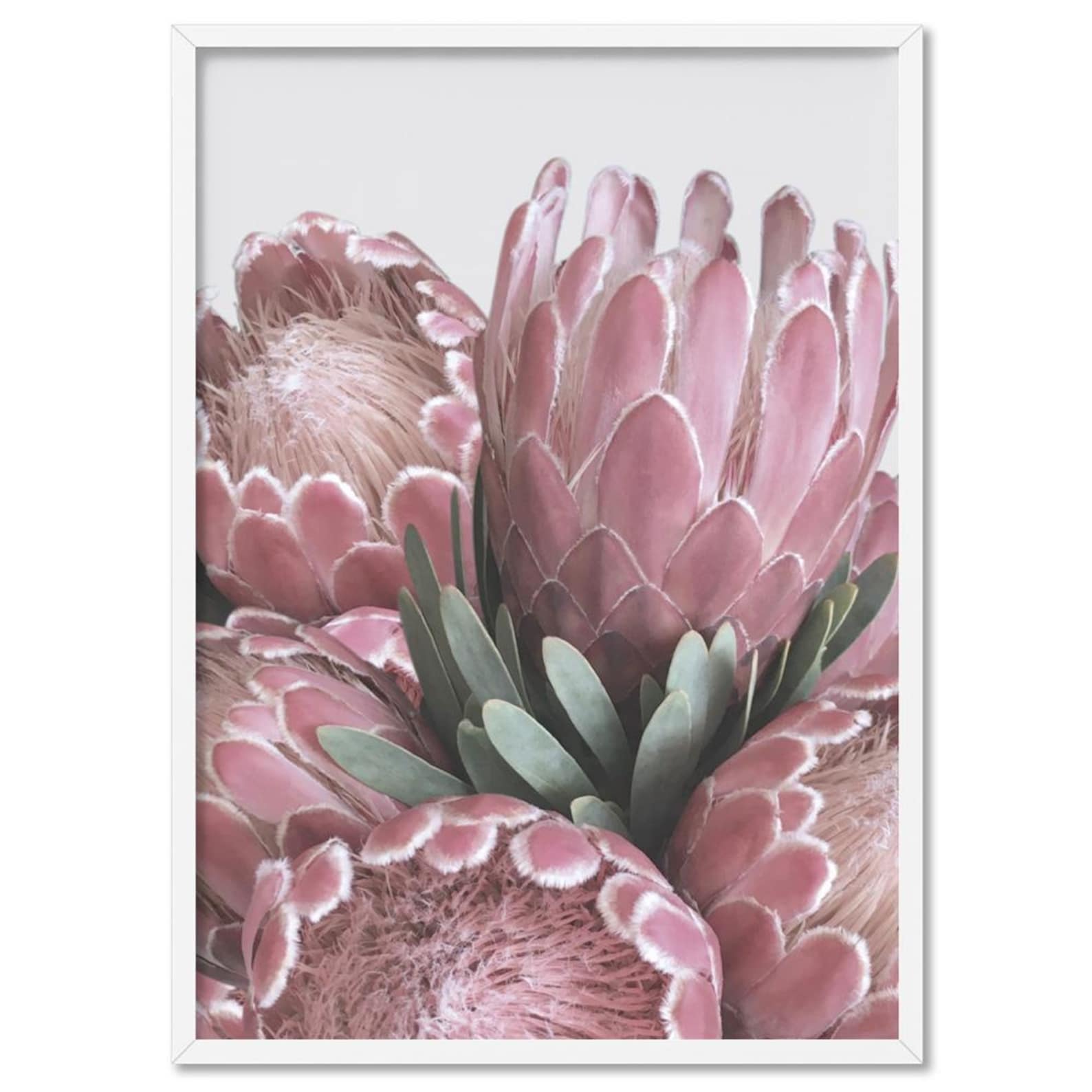 Protea Wall Art Poster. Queen Proteas Stack. Scandi Minimal Design ...