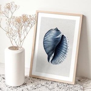 Scotch Bonnet Shell Poster Print. Navy Vintage Illustration on Linen ...