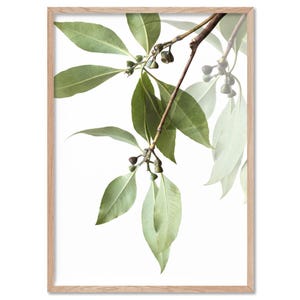 Australian Eucalyptus Gum Leaves I Art Print. Poster or Canvas. Native ...