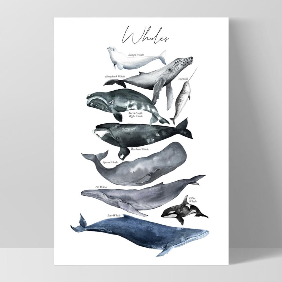 Whales Chart Art Print. Whales of the World Poster. Educational Whale ...