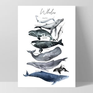 Whales Chart Art Print. Whales of the World Poster. Educational Whale Types & Sizes. Watercolour ...