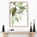 Australian Eucalyptus Gum Leaves II Wall Art. Poster or Canvas. Native ...