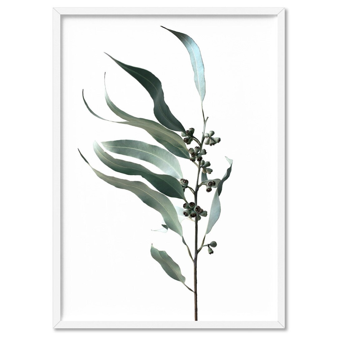 Eucalyptus Gum Leaves & Nuts Wall Art I. Native Australian Flora. Dried ...