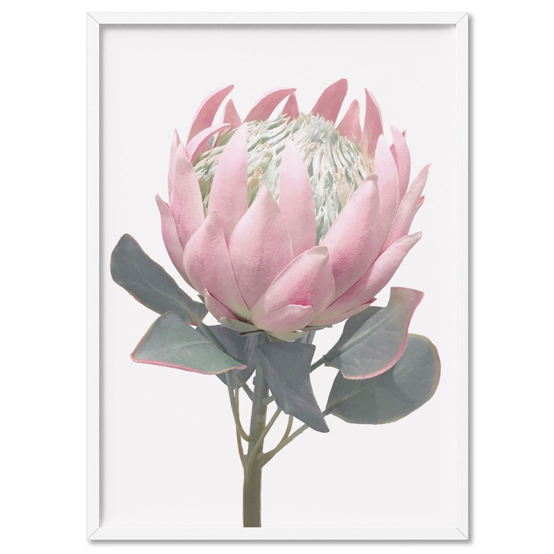 Protea Poster Print. King Protea Portrait. Vintage Minimal Design. Scandi Wall Art. Framed or ...