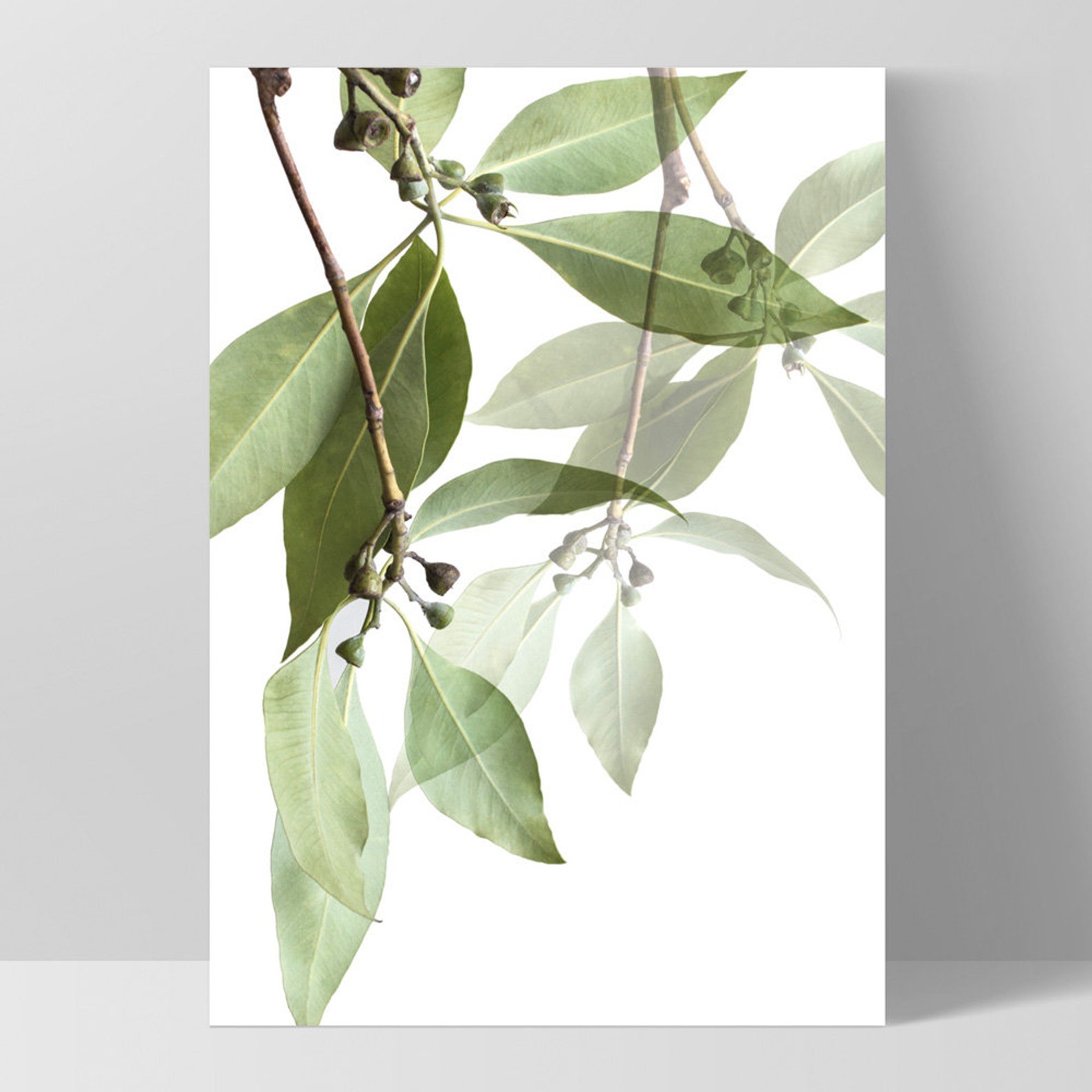 Australian Eucalyptus Gum Leaves II Wall Art. Poster or - Etsy