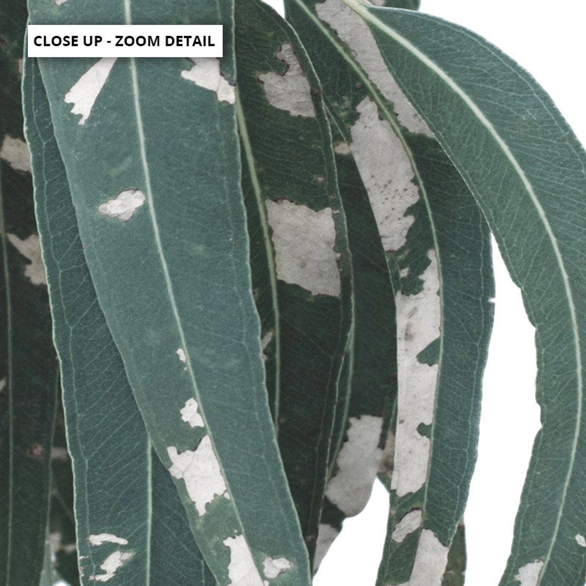 Australian Eucalyptus Gum Leaves Wall Art. Poster or Canvas. | Etsy