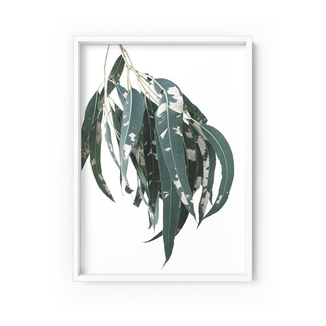 Australian Eucalyptus Gum Leaves Wall Art. Poster or Canvas. - Etsy