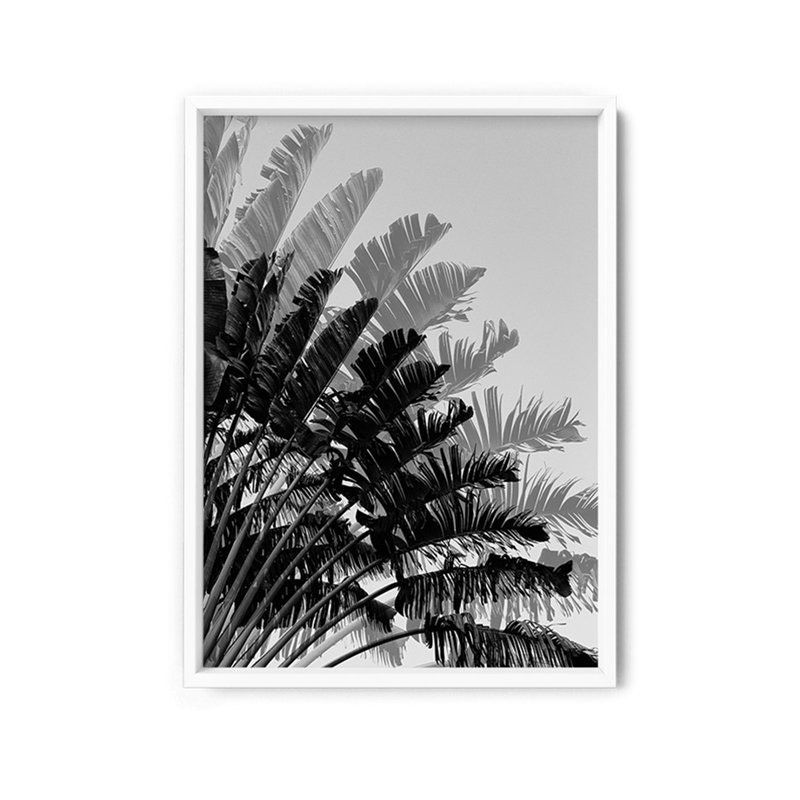Banana Leaves II Art Print. Banana Leaf Fan in Black & White. - Etsy
