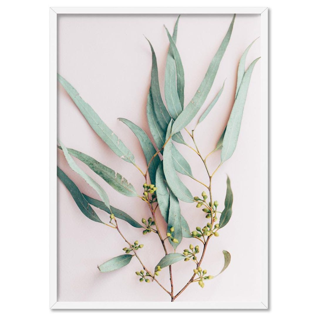 Eucalyptus Leaves on Pink Background Art Print. Native Australian ...