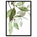 Australian Eucalyptus Gum Leaves II Wall Art. Poster or Canvas. Native ...