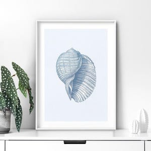 Sea Shell Coastal Poster. Hamptons Nautical Art Print. Scotch Bonnet ...