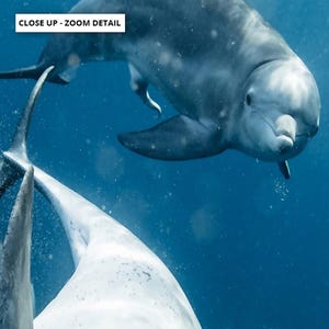 Dolphins Art Print. Underwater Cheeky Dolphins Poster. Bottlenose ...