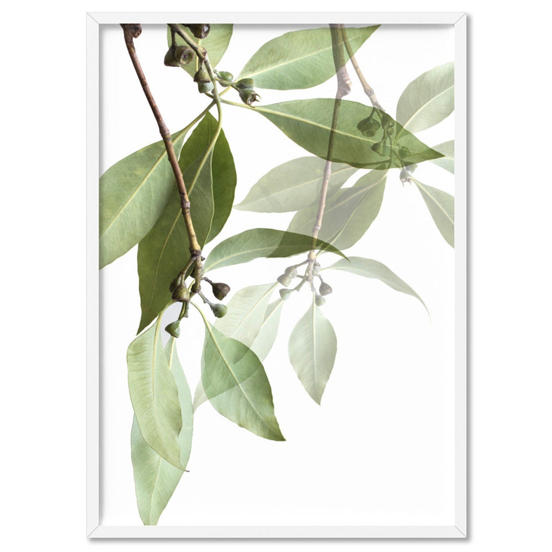 Australian Eucalyptus Gum Leaves II Wall Art. Poster or Canvas. Native ...
