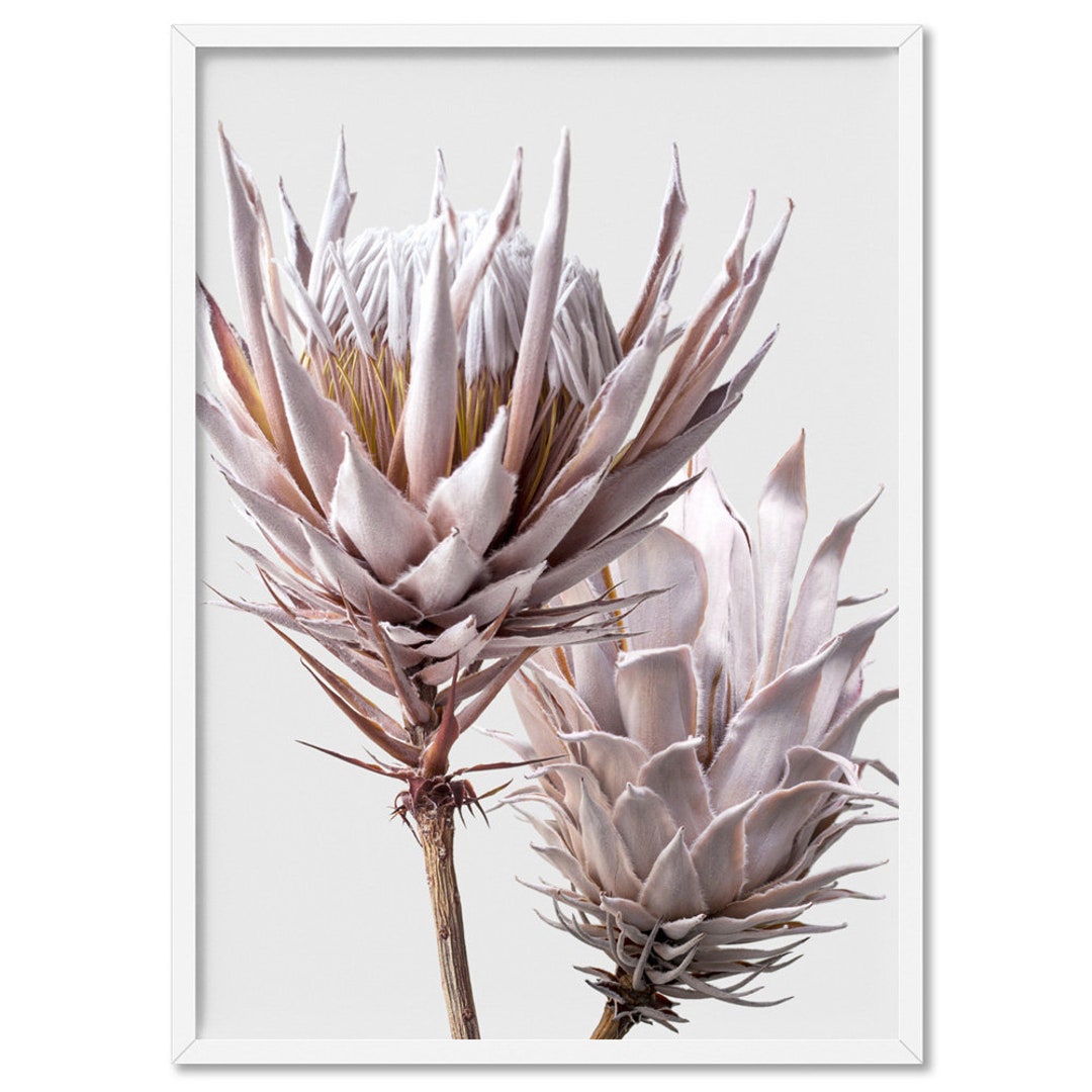 Protea Print. Flower Wall Art. King Protea Duo in Pink. Framed Print or ...