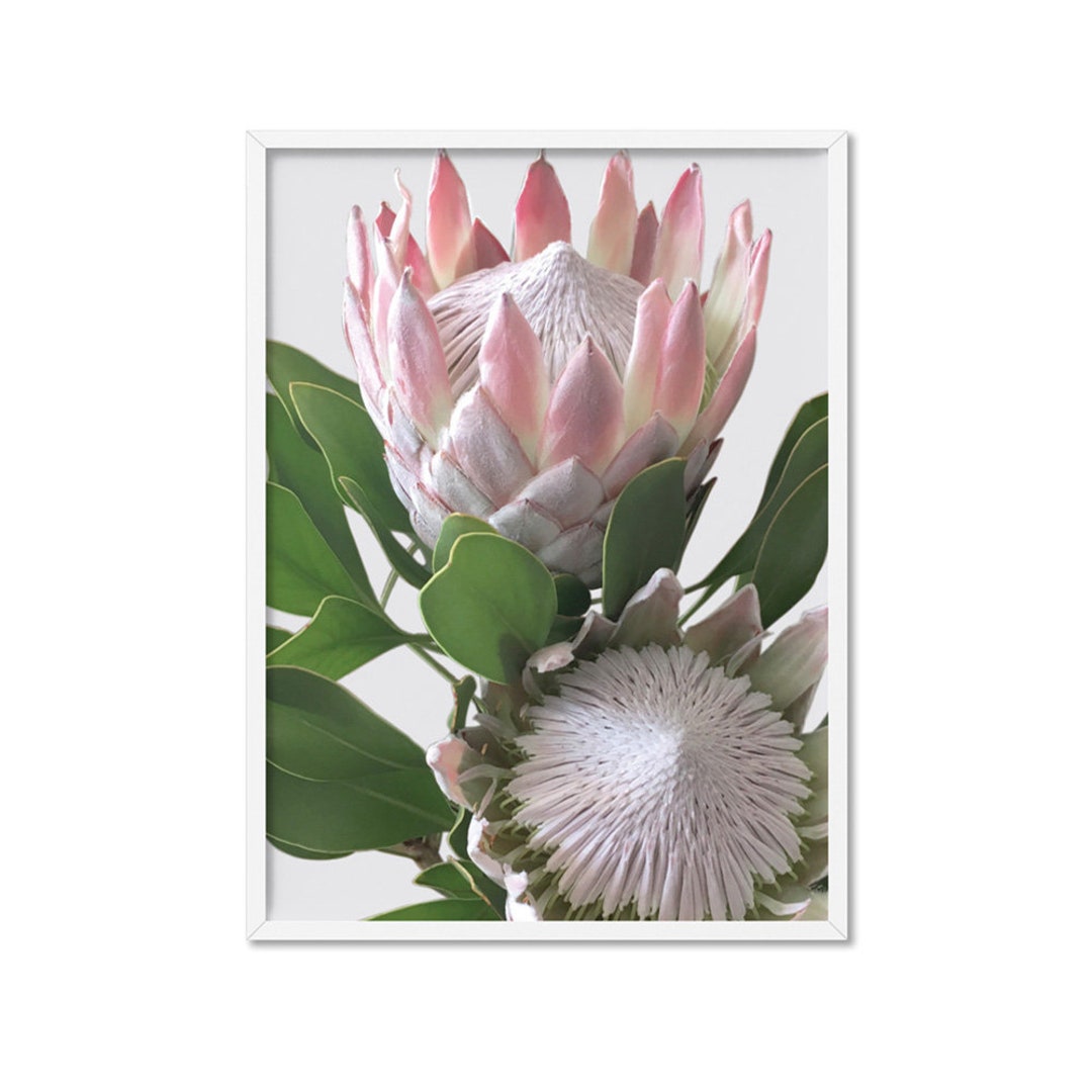 Protea Print Wall Art. King Proteas in Blush and White. Scandi - Etsy